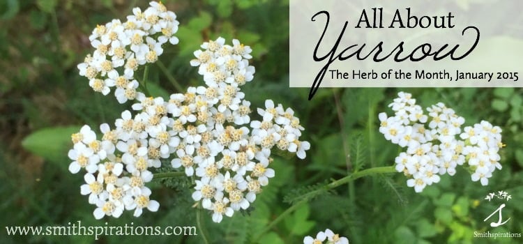 All About Yarrow: The Herb of the Month for January 2016