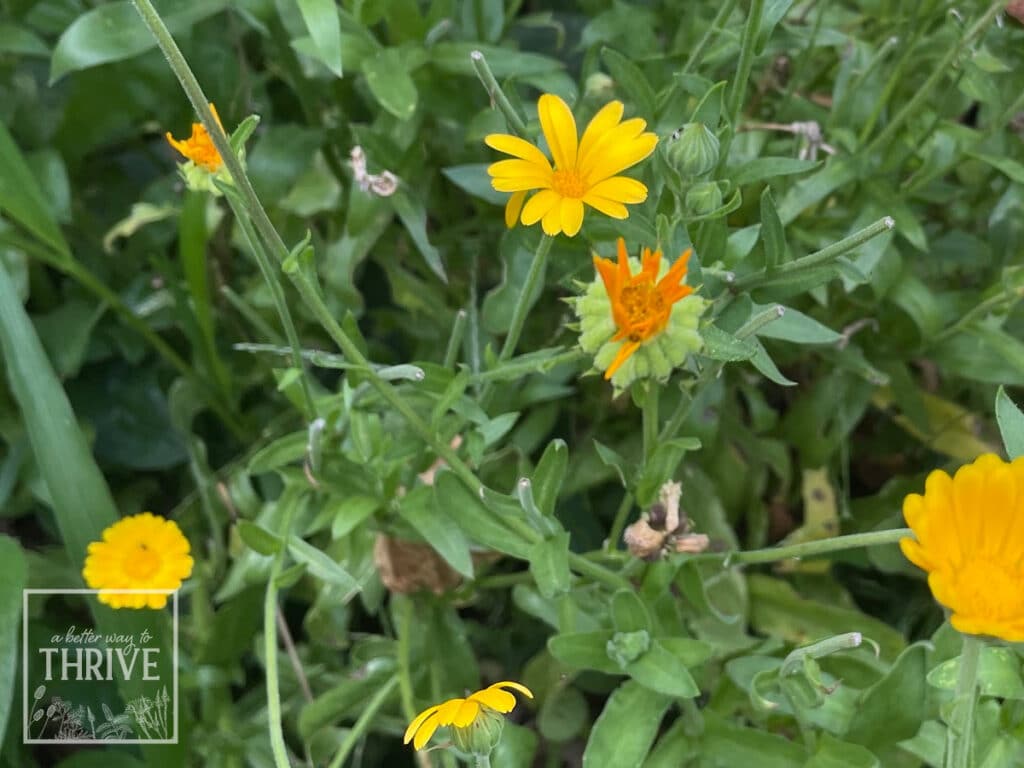 How to Use Calendula: Growing, Benefits, Uses, & More