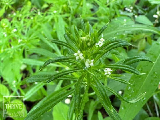Cleavers Benefits: A Cleansing Lymphatic Herb + Tincture Recipe