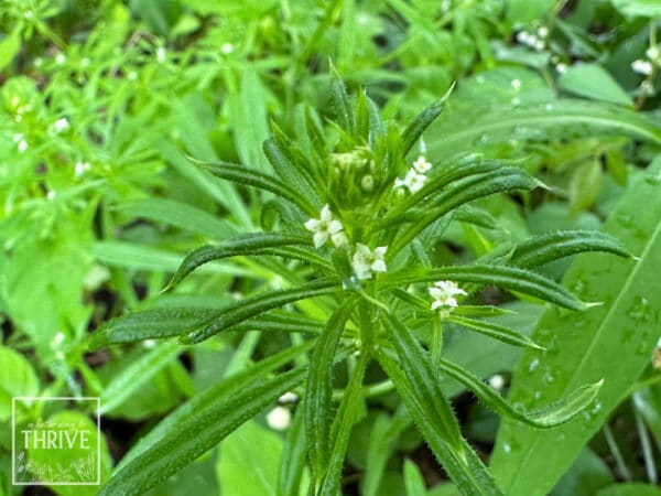 Cleavers Benefits: A Cleansing Lymphatic Herb + Tincture Recipe