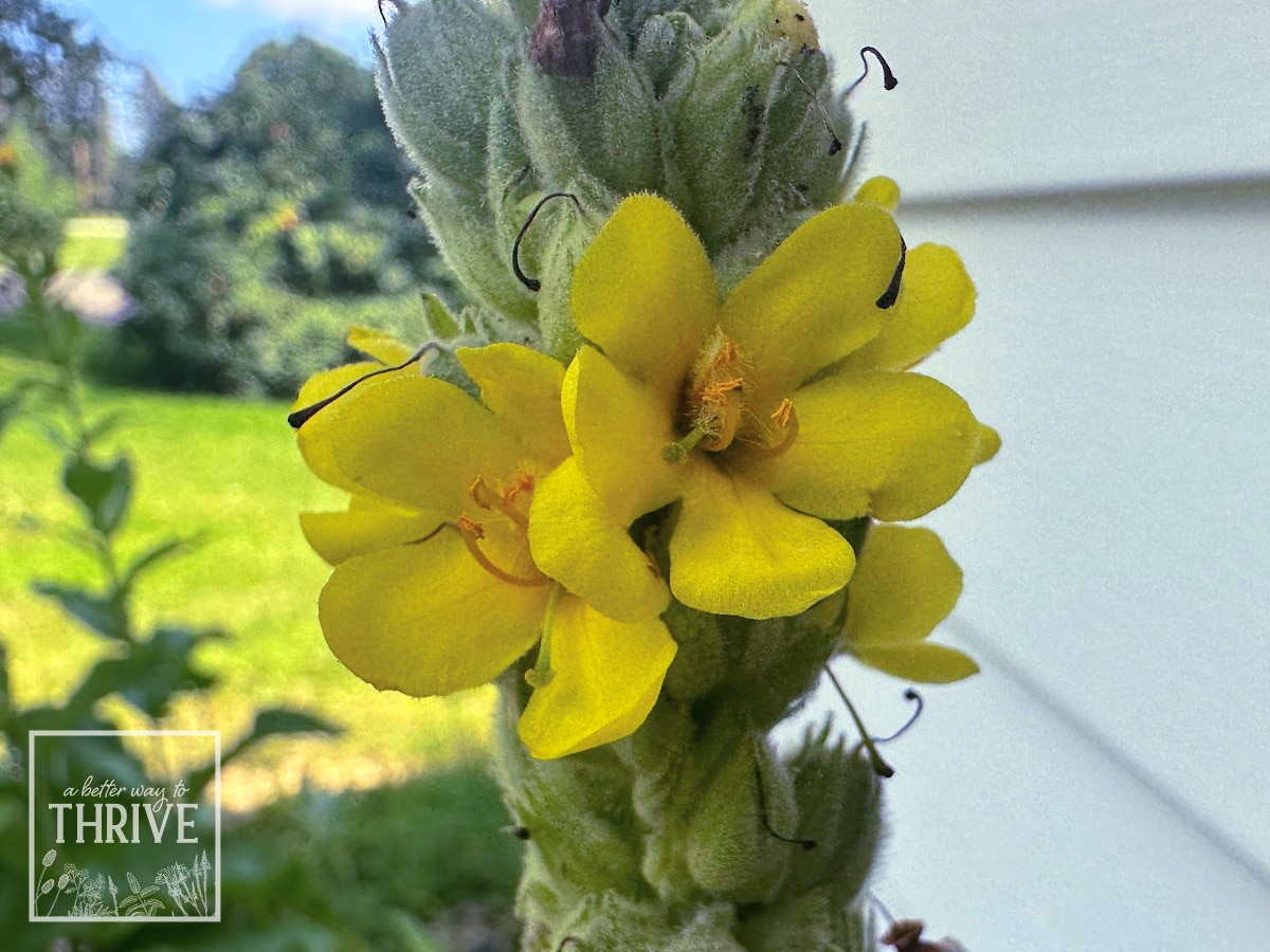 Mullein for Lung Health & More: How to Use This Amazing Herb