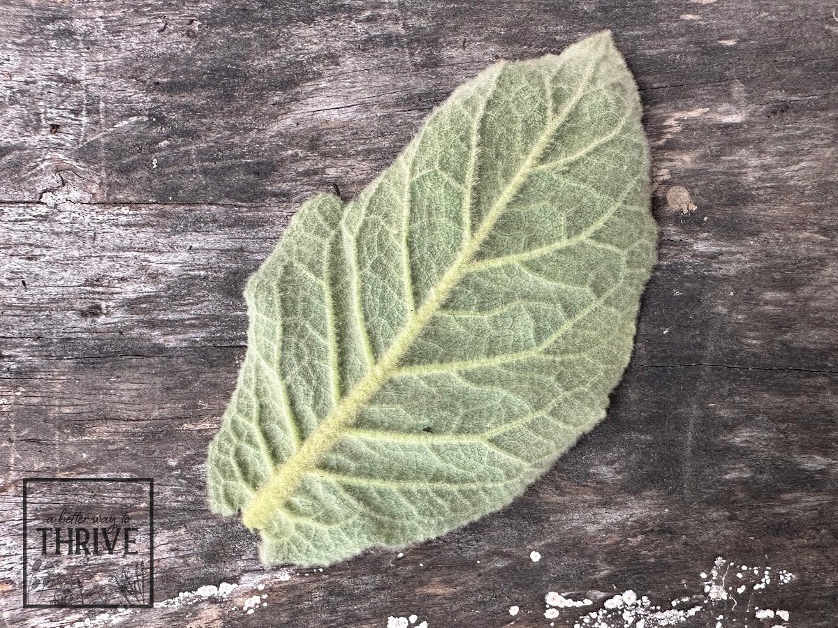 Mullein for Lung Health & More: How to Use This Amazing Herb