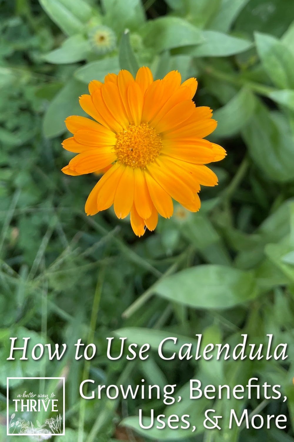 How to Use Calendula: Growing, Benefits, Uses, & More