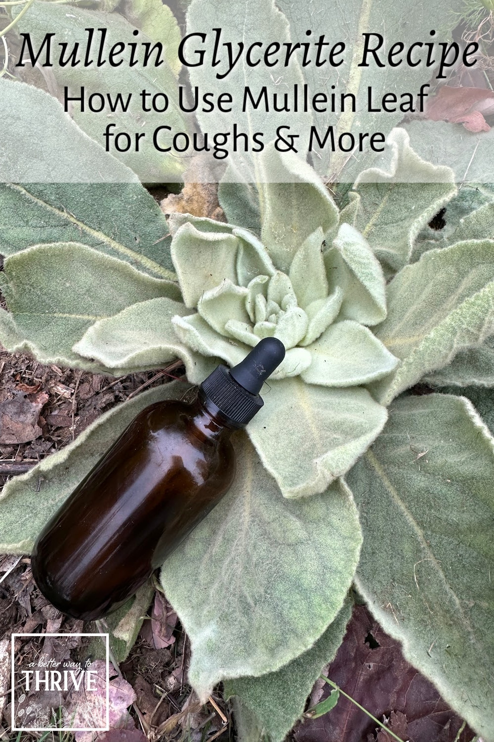 Mullein Glycerite Recipe: How To Use Mullein For Coughs & More