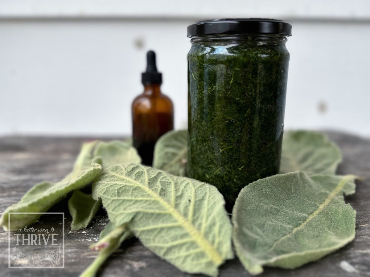 Mullein Glycerite Recipe: How To Use Mullein For Coughs & More