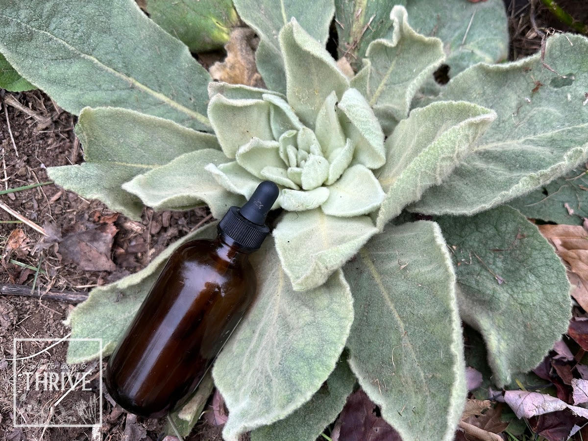Mullein Glycerite Recipe: How To Use Mullein For Coughs & More