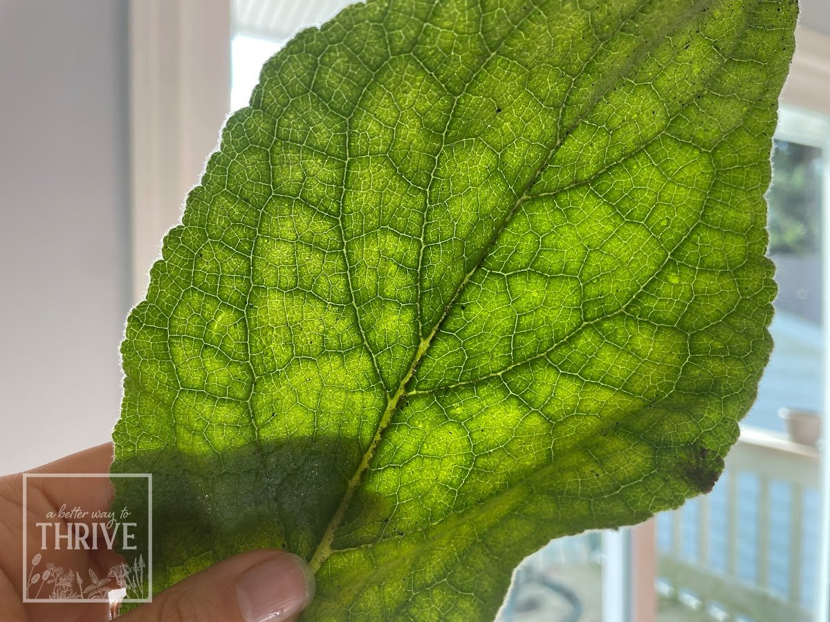 Mullein for Lung Health & More: How to Use This Amazing Herb