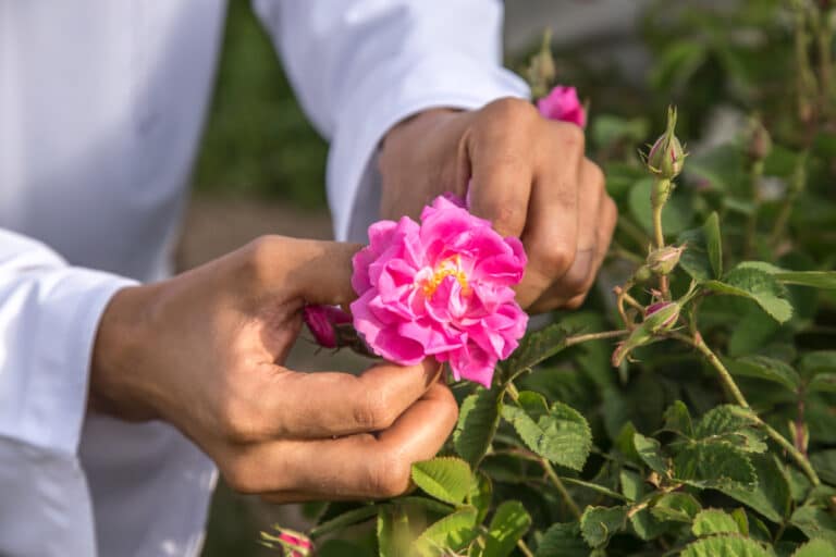 Medicinal Uses of Rose: How to Benefit from Rose Petals & Hips