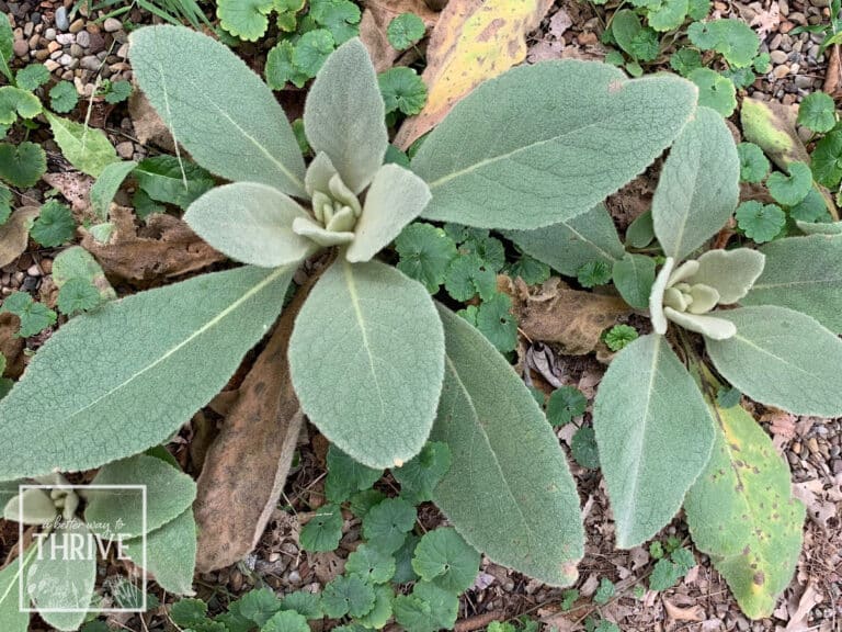 Mullein for Lung Health & More: How to Use This Amazing Herb