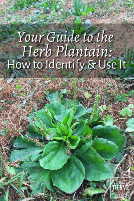 Your Guide to the Herb Plantain: How to Identify & Use It