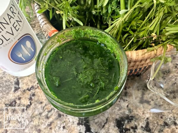 Cleavers Benefits: A Cleansing Lymphatic Herb + Tincture Recipe