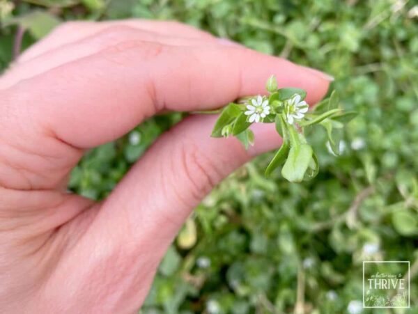 All You Need to Know About Chickweed (Stellaria media)