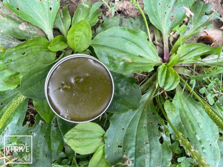 The Best Plantain Salve Recipe: How to Easily Make This First-Aid Salve