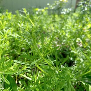 Cleavers Benefits: A Cleansing Lymphatic Herb + Tincture Recipe