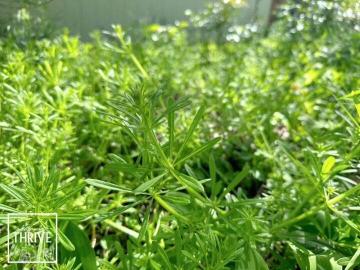 Cleavers Benefits: A Cleansing Lymphatic Herb + Tincture Recipe