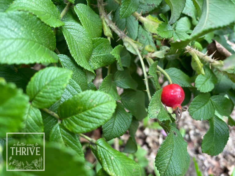Medicinal Uses of Rose: How to Benefit from Rose Petals & Hips