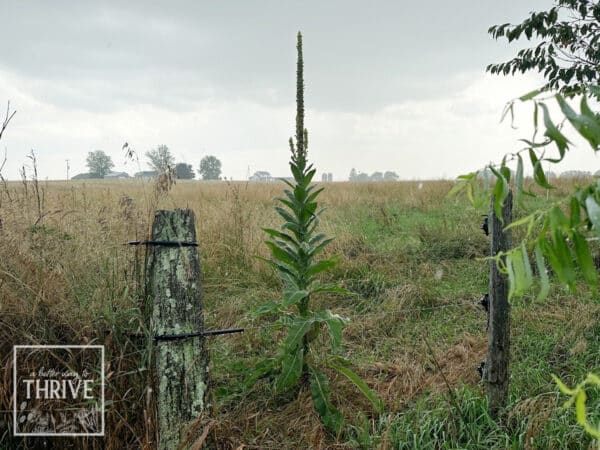 Mullein for Lung Health & More: How to Use This Amazing Herb