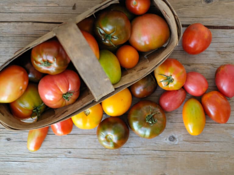 What to Do With Lots of Tomatoes When You Don't Want to Can